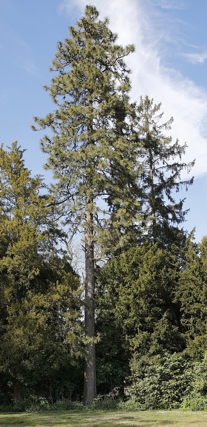 Dansk Dendrologisk Forening