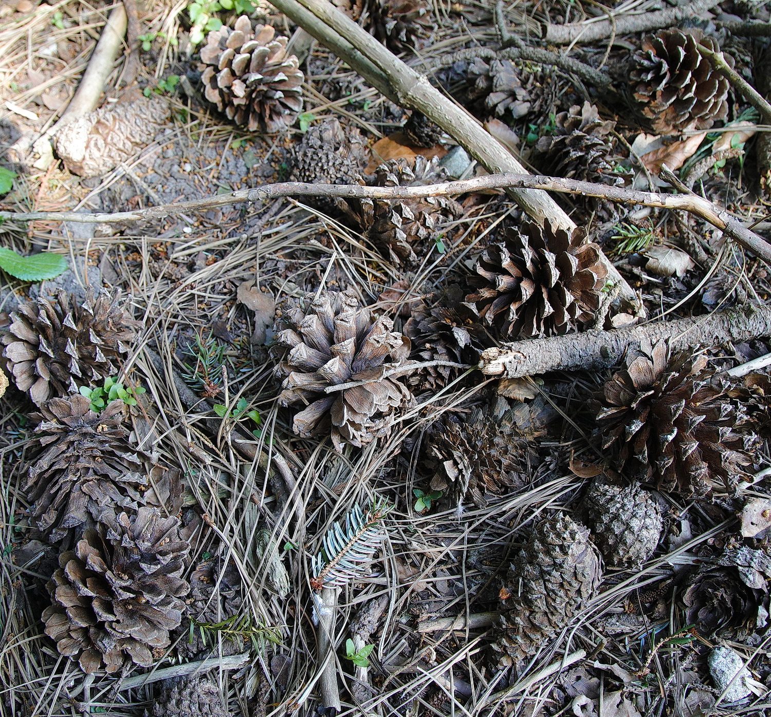 Dansk Dendrologisk Forening