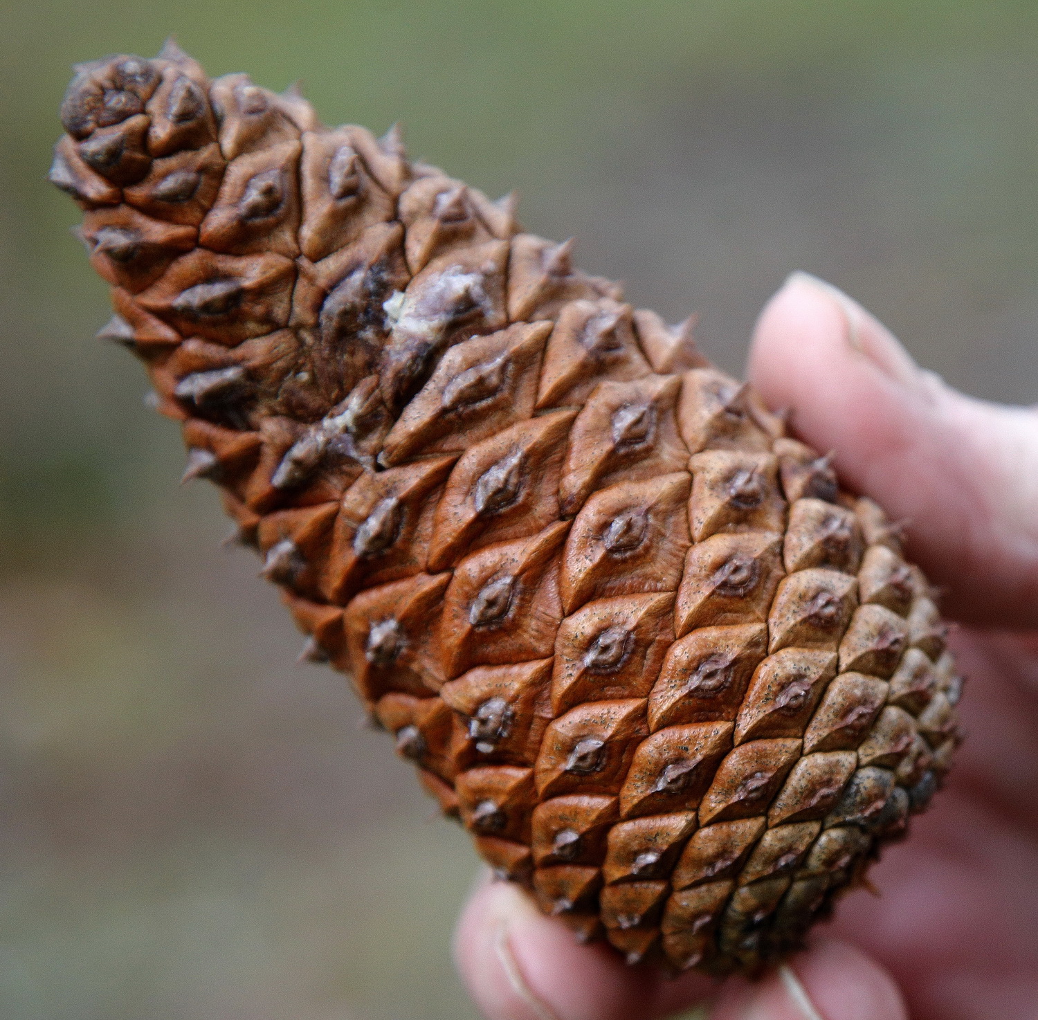 Dansk Dendrologisk Forening